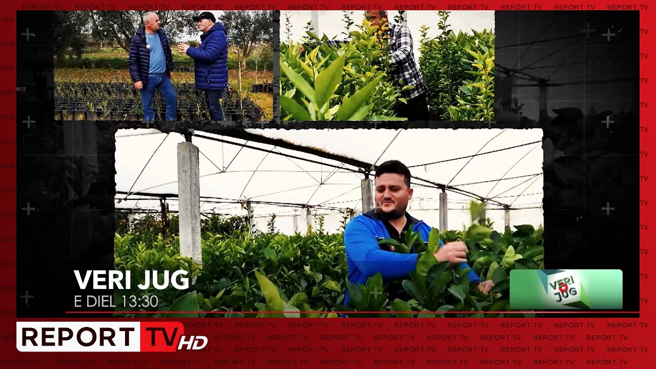 Ardenica, fshati i fidanishteve l Veri Jug, premierë ora 13:30 - YouTube