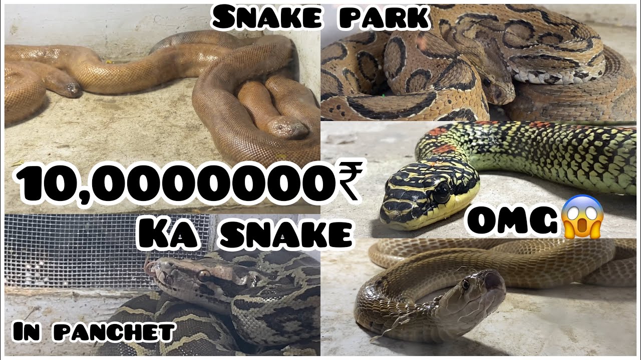 10,0000000 Ka Snake In Panchet Snake Park | OMG Beautiful 😨 | Steven ...