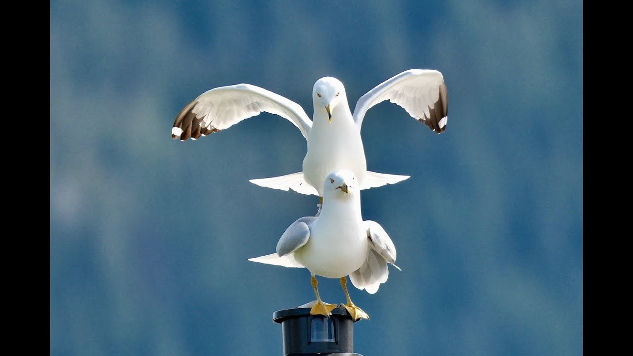 Favourite Bird Images 2024 - YouTube