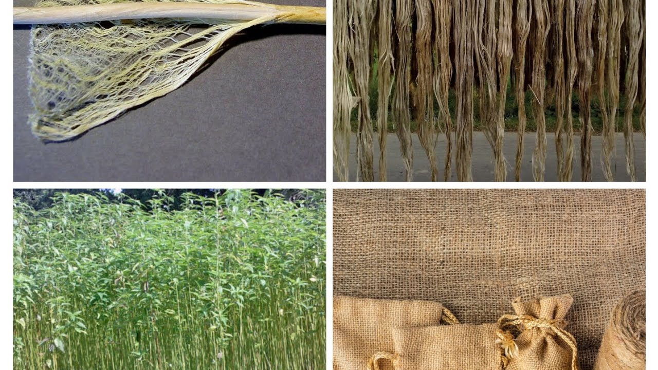 Class-9 Bast Fiber or Flax Fibre| @Superwoman Academy 🦸‍♀️ (let's learn ...