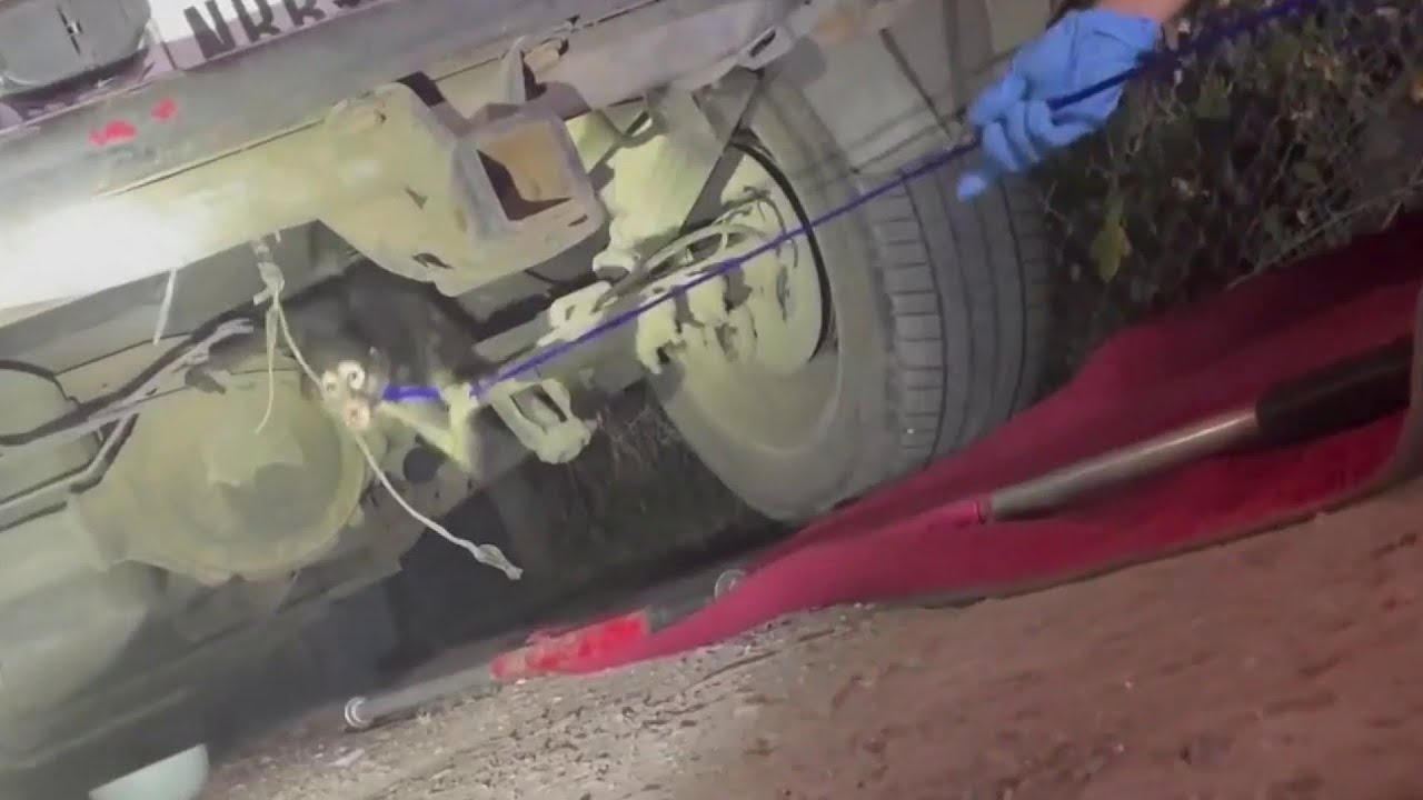 A loose monkey is now in BARC custody after Houston police officers ...