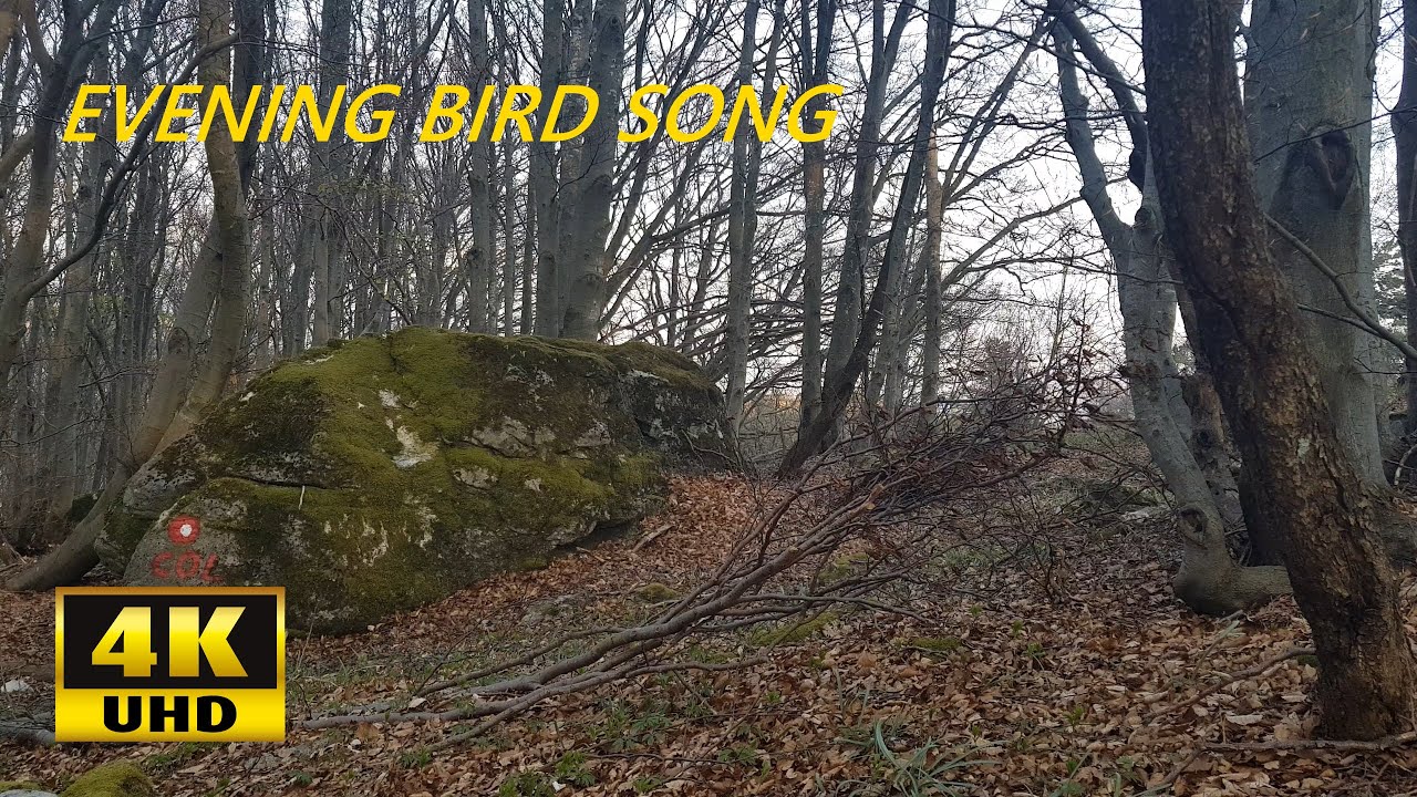 Nature Sounds - Evening Bird Song - YouTube