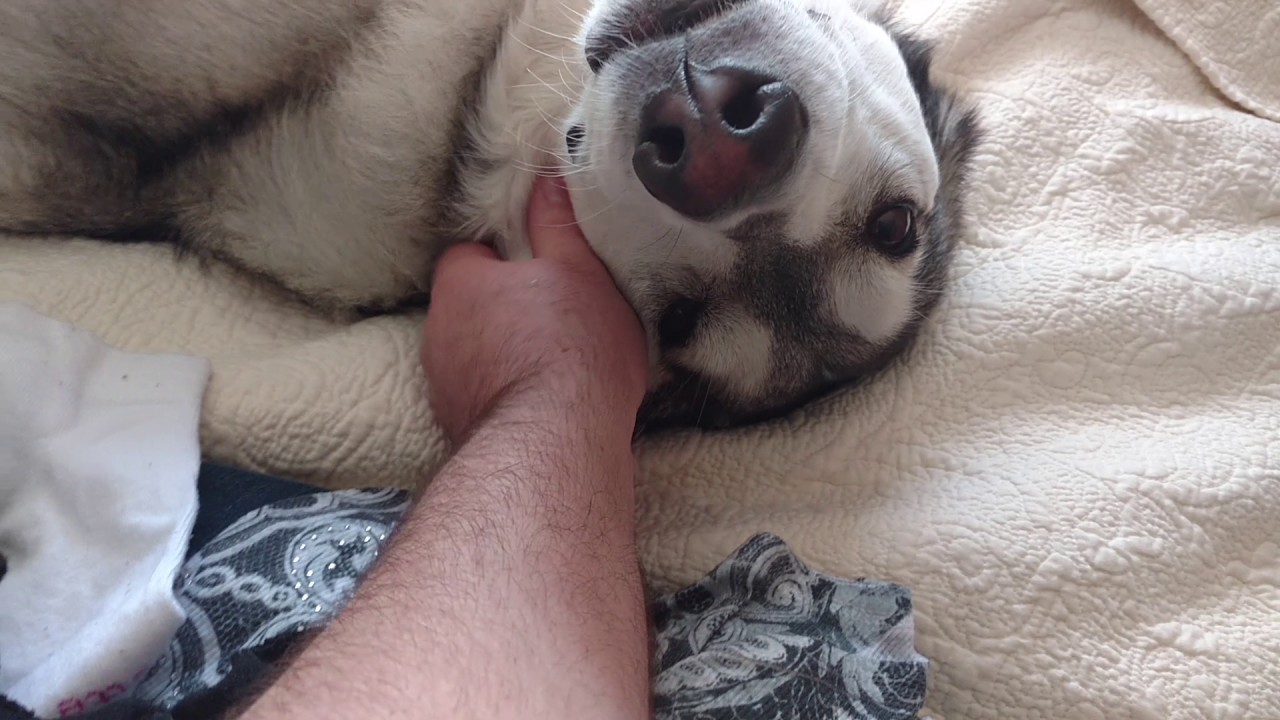 Lad(Dog) is truly loved - YouTube