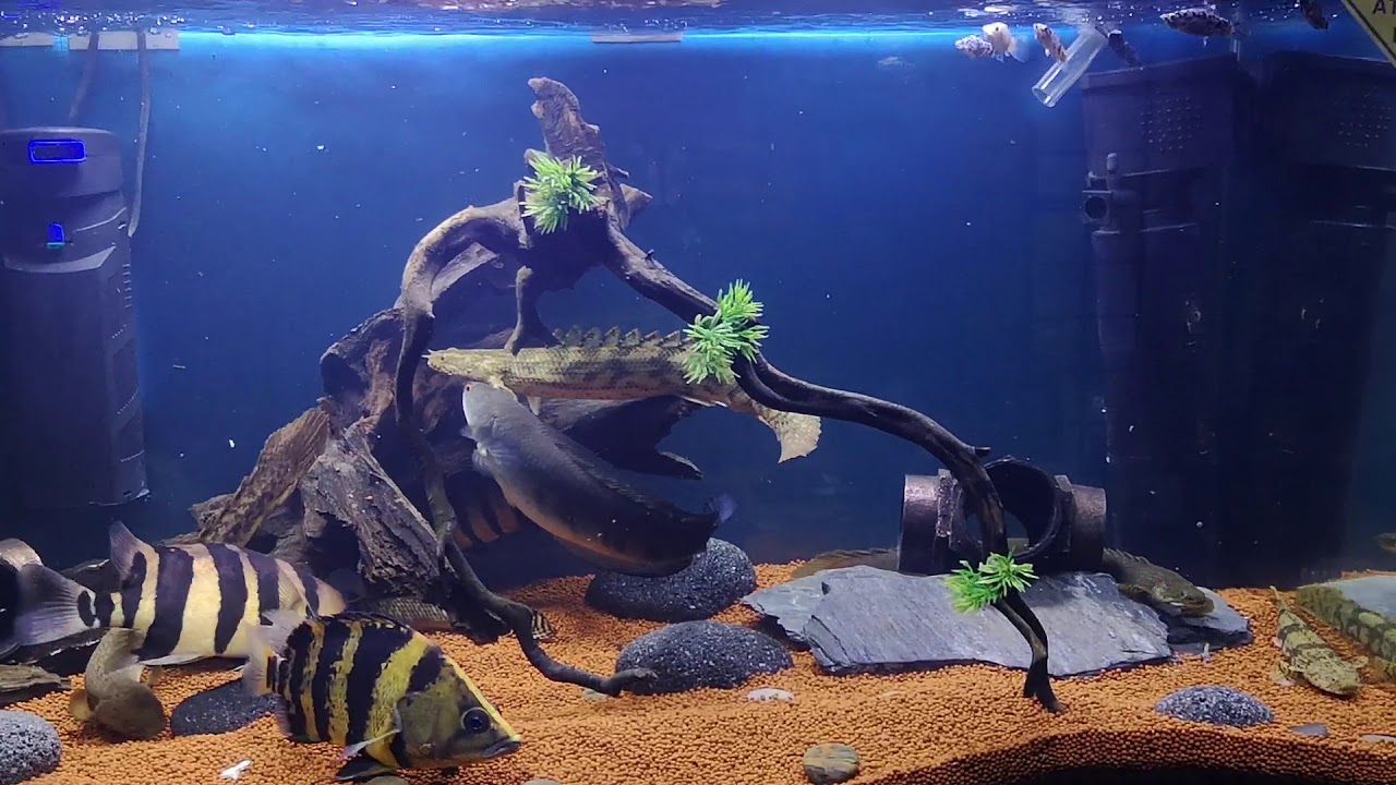 3 feet monster fish tank - YouTube