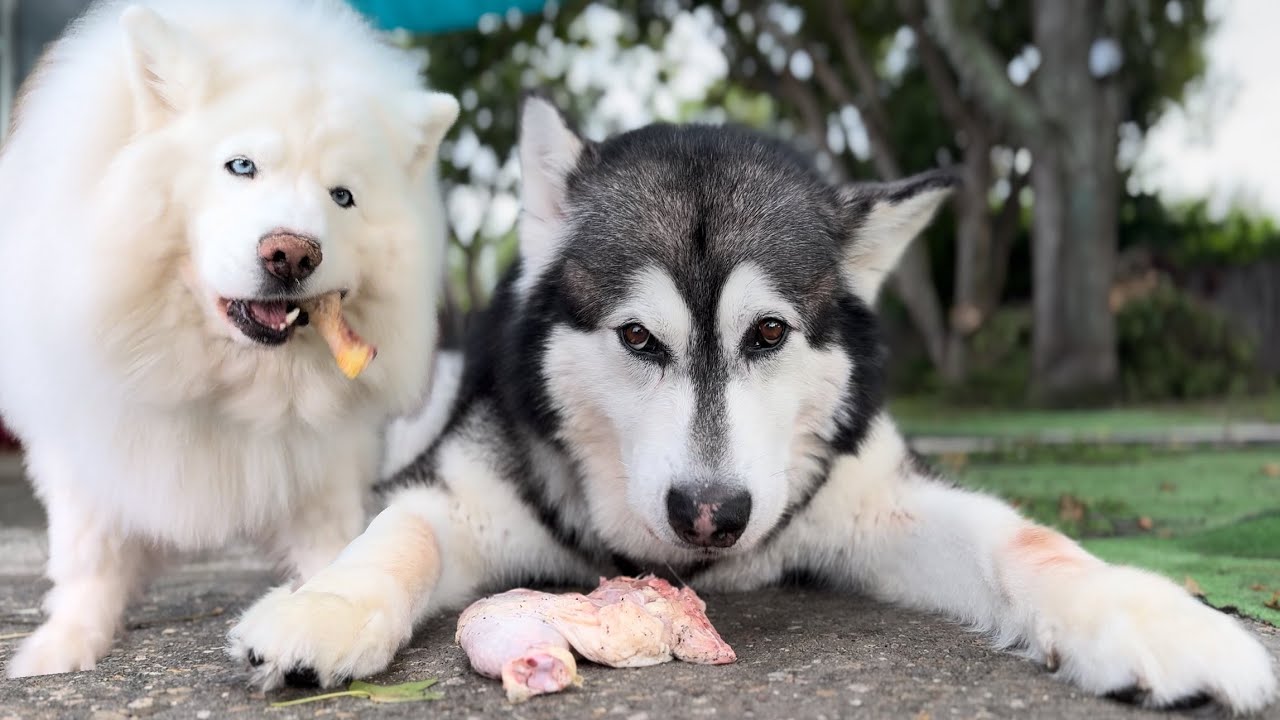 Husky Devours Raw Chicken In Seconds While Malamute Plays Catch Me If ...