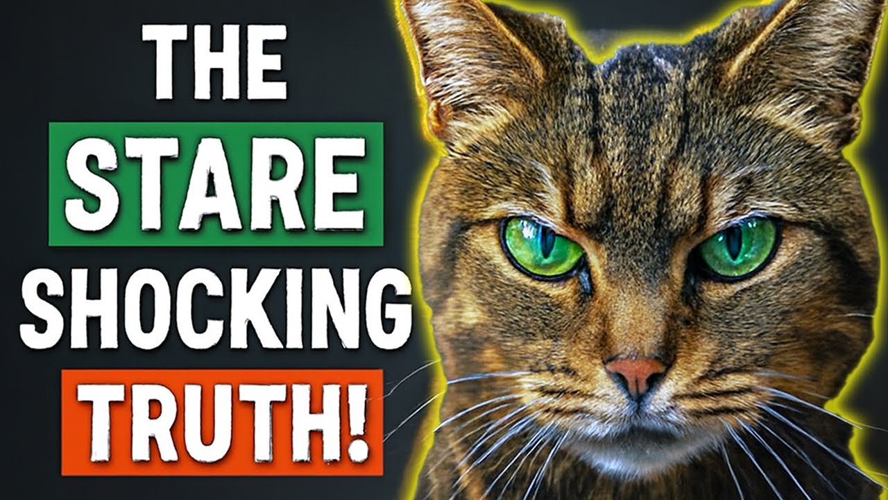 Why Cats Stare at You – The Shocking Truth Revealed! - YouTube