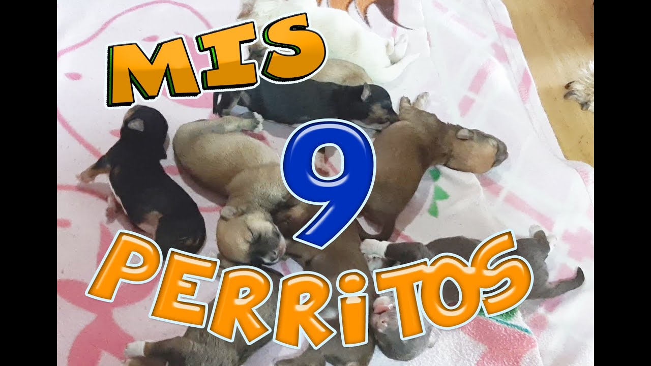 MIS 9 PERRITOS - YouTube