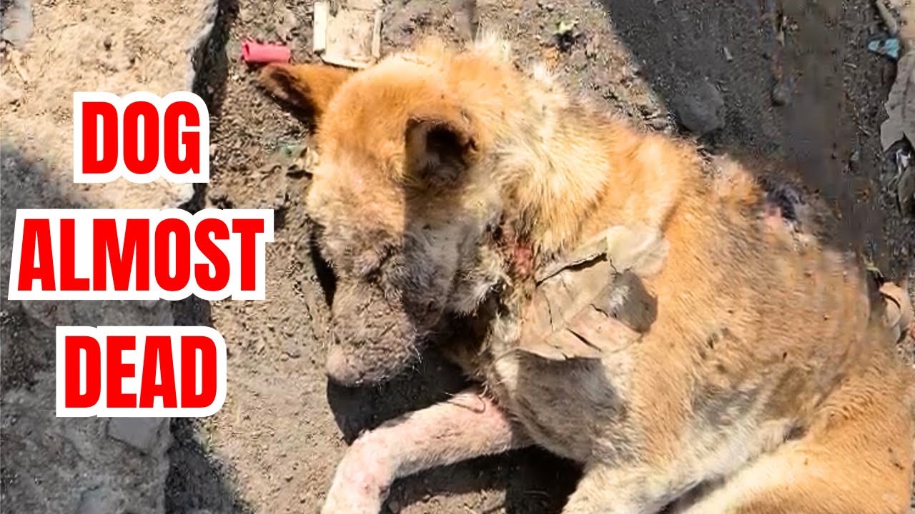 Dog was almost dead | Maggot wound - YouTube