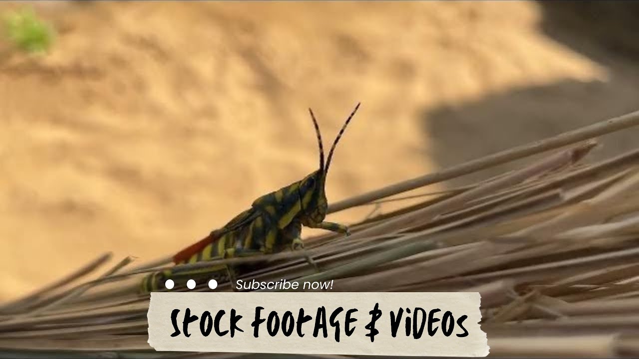 A close-up of a colorful insect | locust | Stock Footage & Videos - YouTube