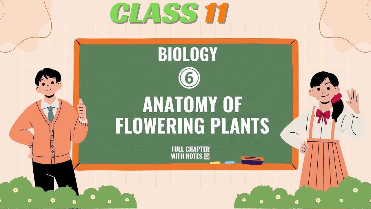 Anatomy of Flowering Plants ! | Class 11 One Shot | NCERT Class 11 ...