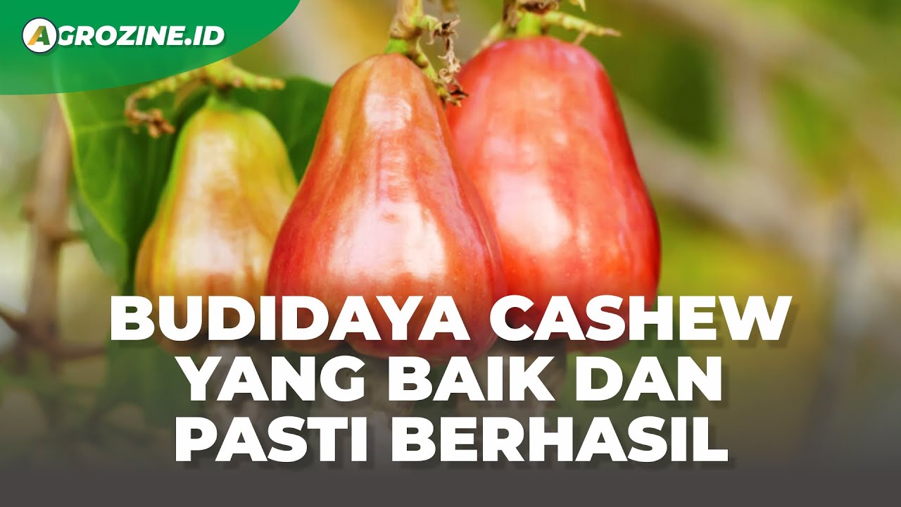 Budidaya Jambu Mete (Cashew Tree) untuk Pemula dari Nol Hingga Panen ...