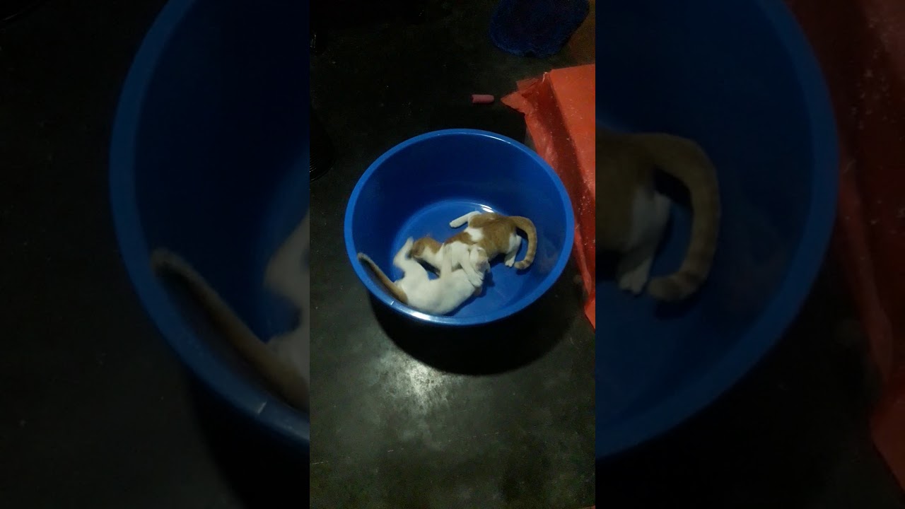 Kitten play - YouTube