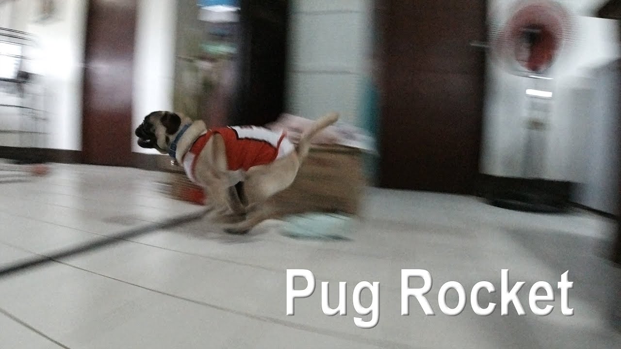 Chasing a naughty Pug Rocket - YouTube