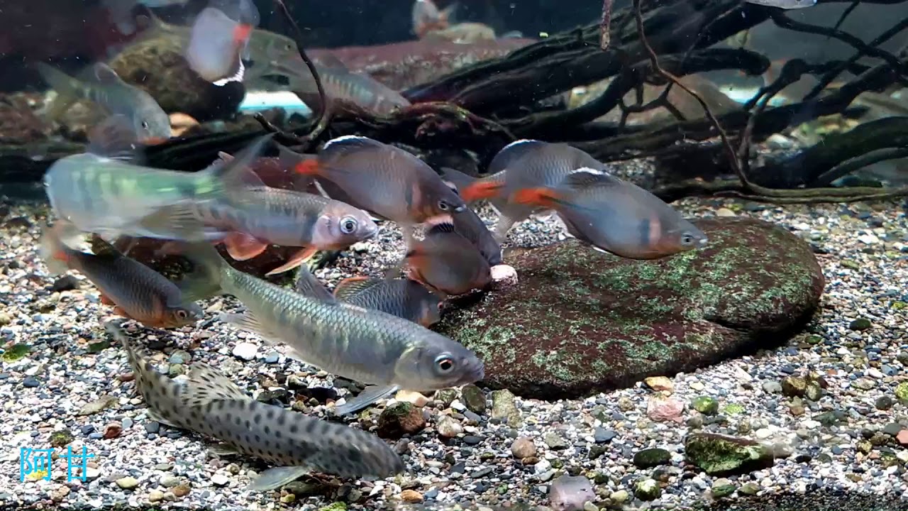 Native fish from Guangxi China - YouTube