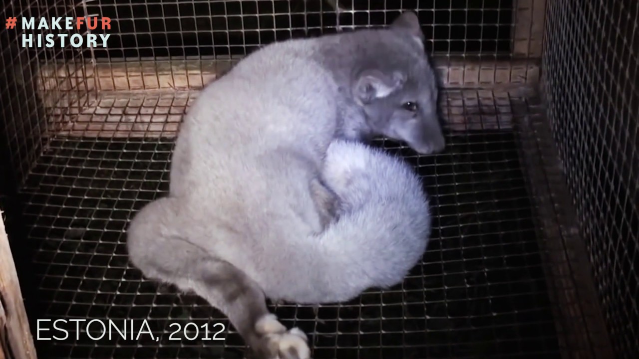 There is no fur farming without extreme animal cruelty - YouTube