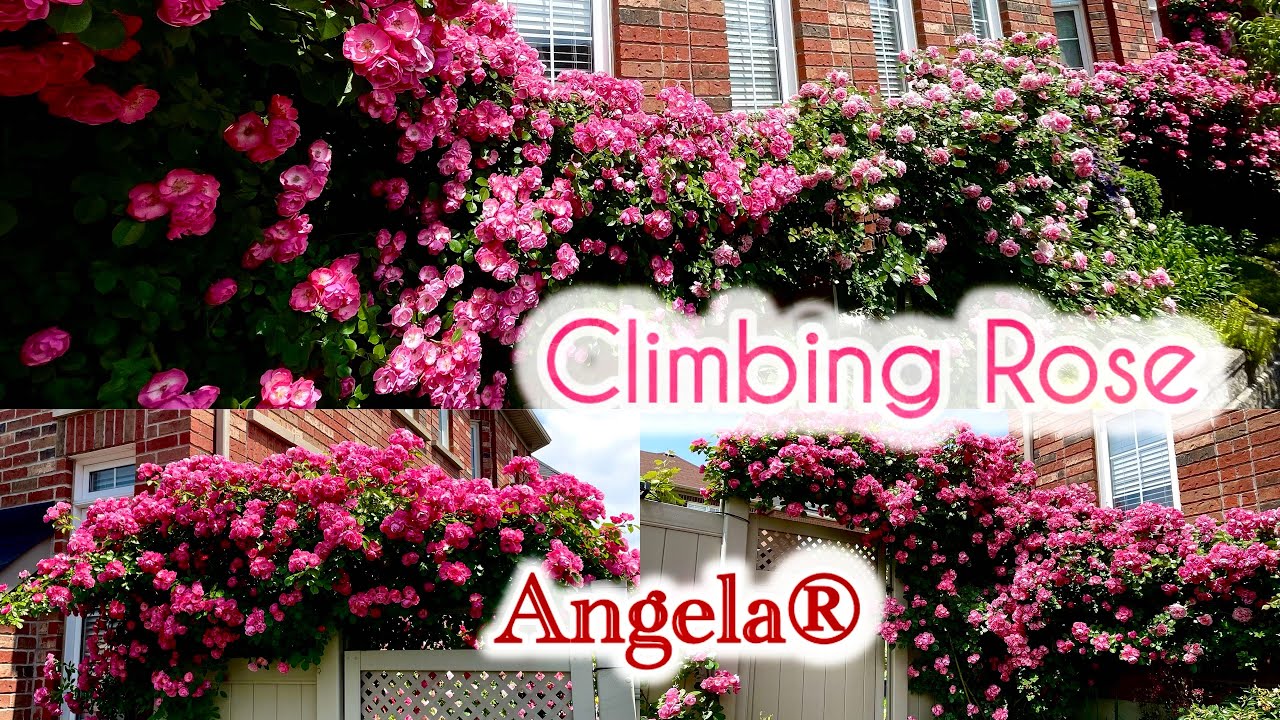 Angela® Climbing Rose in my Garden, Toronto (June 15, 2025) - YouTube