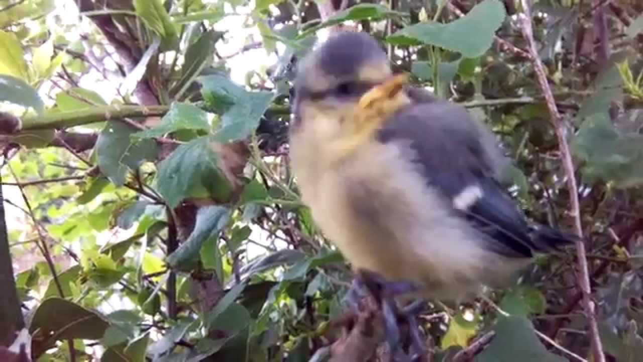 Première sortie d'un bébé oiseau - YouTube
