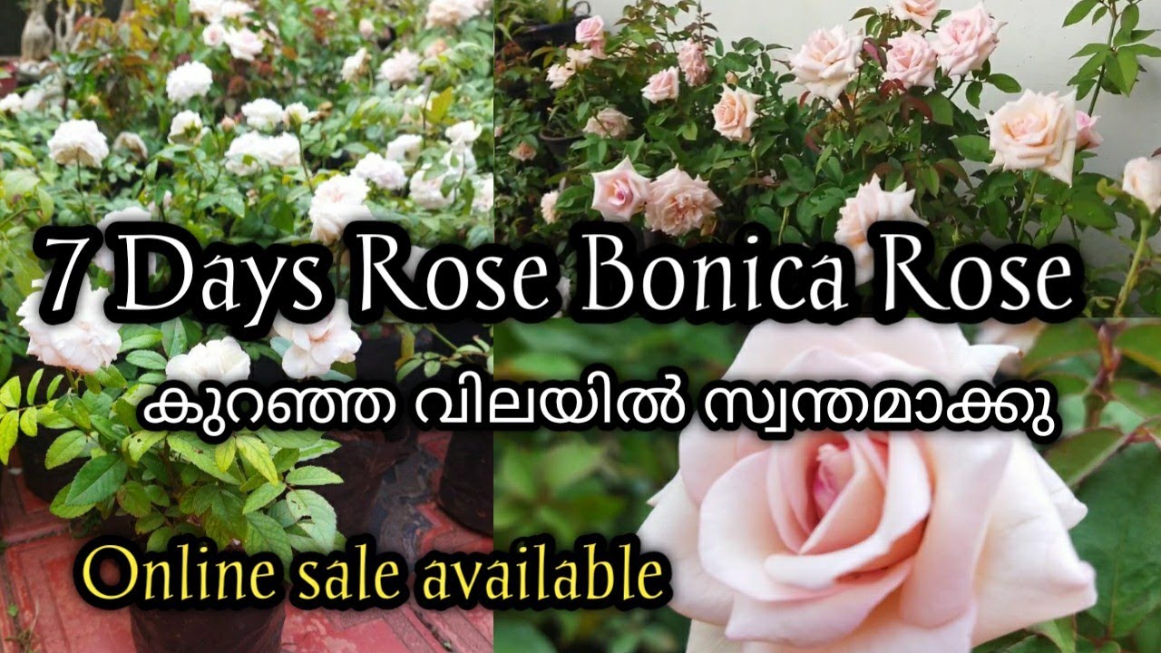 ഈ റോസ് സുന്ദരികളെ പെട്ടെന്ന് സ്വന്തമാക്കു/rose online sale/gardening ...