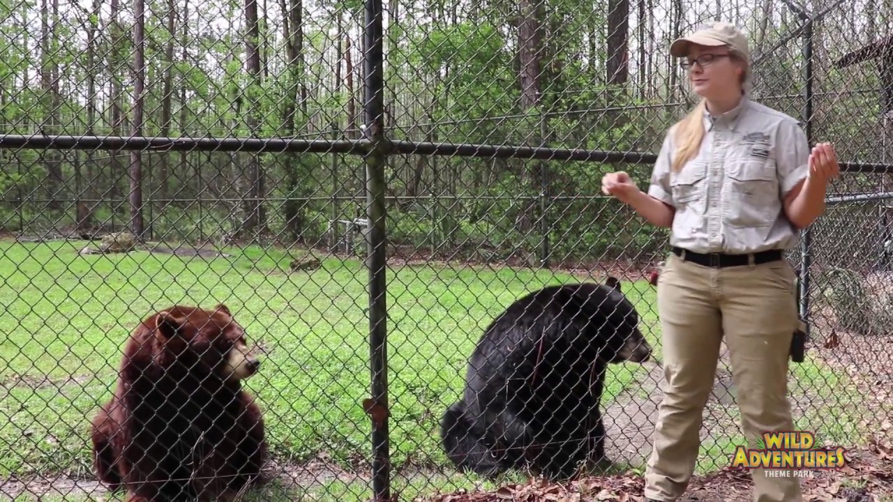 Keeper Talk: Black Bears | Wild Adventures Theme Park - YouTube
