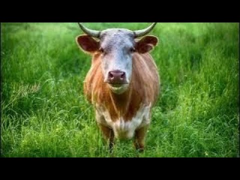 video animal cow cows sound sounds picture pictures videos mooo cartoon ...