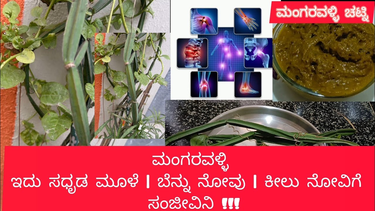 ಈ ಚಟ್ನಿ ತಿಂದರೆ ಎನ್ ಆಗುತ್ತೆ !!! ಚಮತ್ಕಾರದ ಚಟ್ನಿ. ಮಂಗಾರವಳ್ಳಿ ಚಟ್ನಿ.# ...