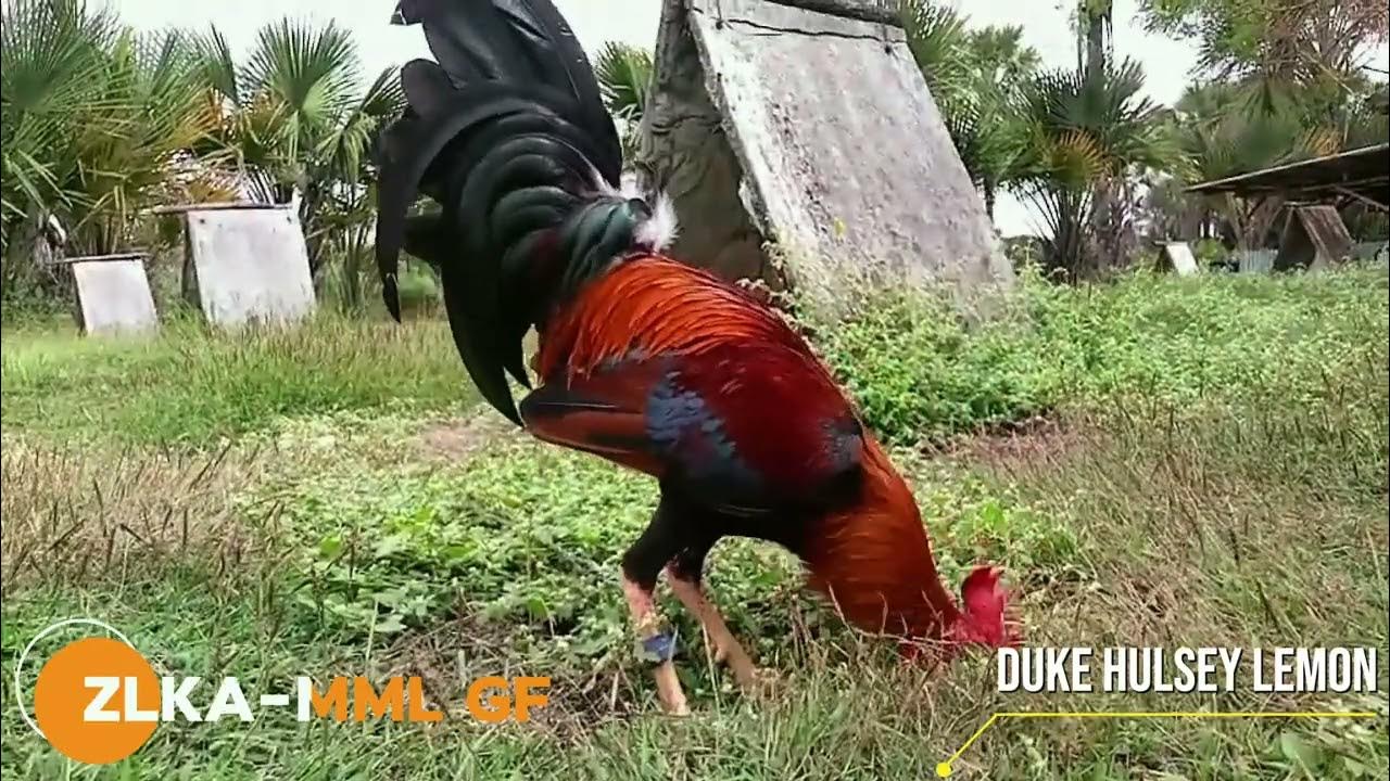 DUKE HULSEY LEMON - YouTube