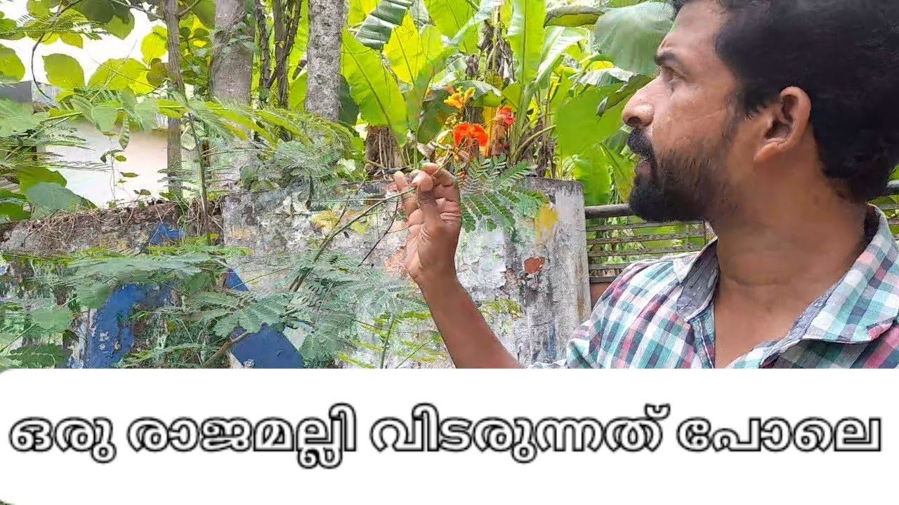 RAJAMALLI PEACOCK FLOWER PLANT HUNTING - YouTube