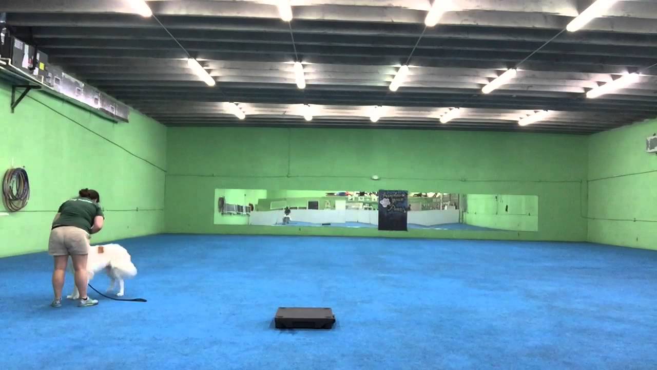 Wally the Rough Collie - Stand Stay Training - Dog Obedience, Miami, FL ...
