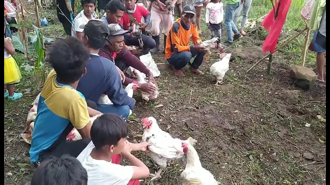 Mga Manok Na Alay Ng Mga LUMAD 'SALILAYON' RITUAL In Lake Napalit #reup ...