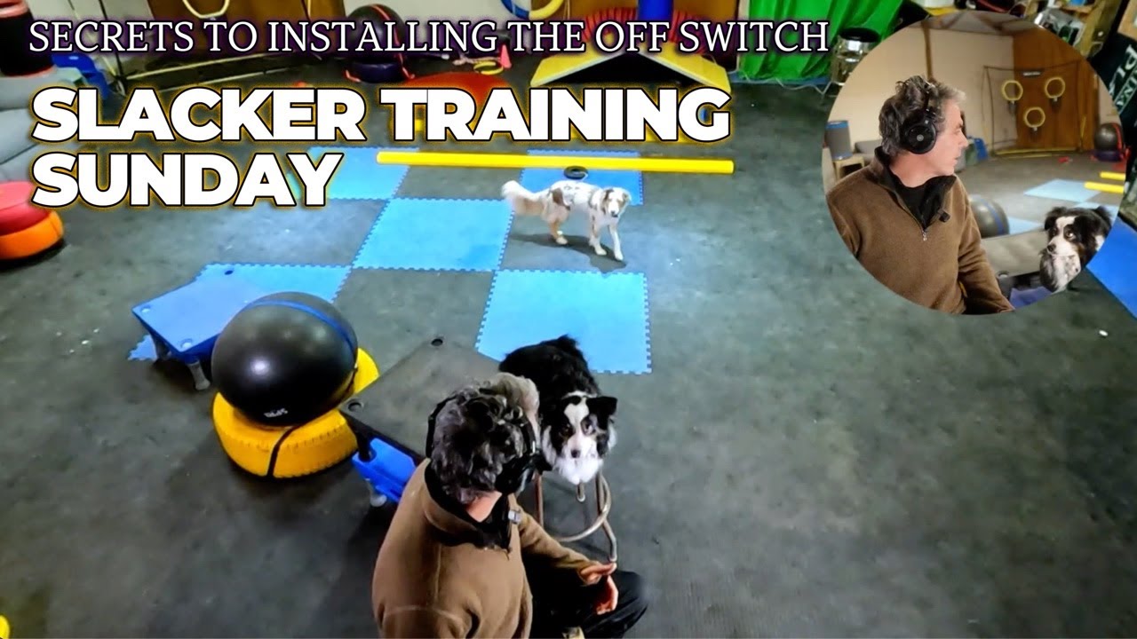 🥏🐶🥋Get a Grip on DownTime: Mastering the Off Switch Slacker Training at DiscDog Dojo #89! 🧘‍♂️☯️ ...