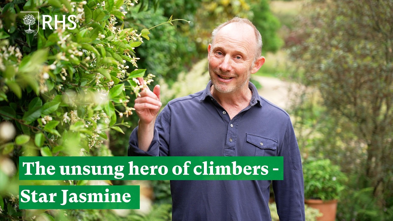 This star plant will make your garden go supernova | The RHS - YouTube