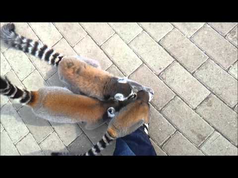 lemurs licking my shoes clean (Serengeti Park, Germany)