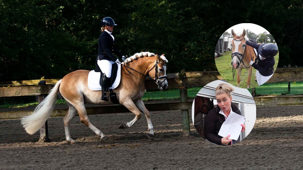 HAFLINGER EVENT MET XANTHÒ | Haflingers King & Beau - YouTube