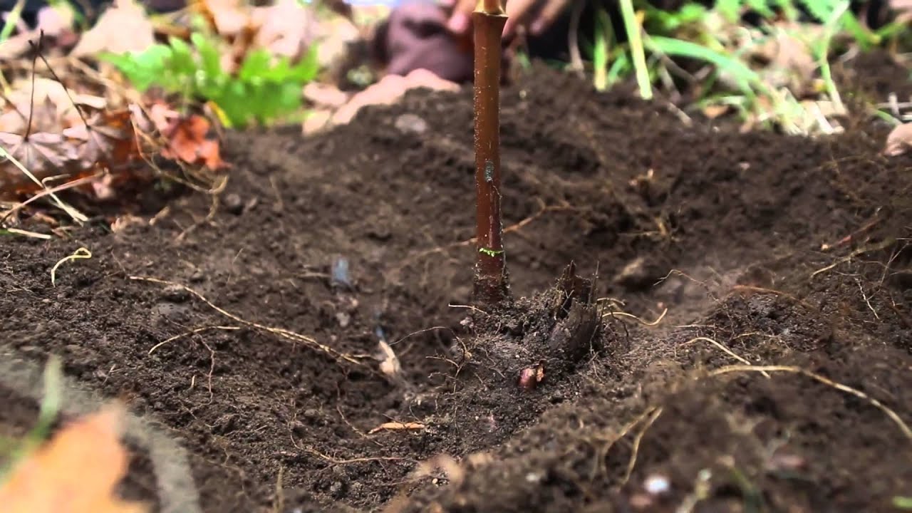 Wildcrafting Spikenard | Tea Pursuit - YouTube