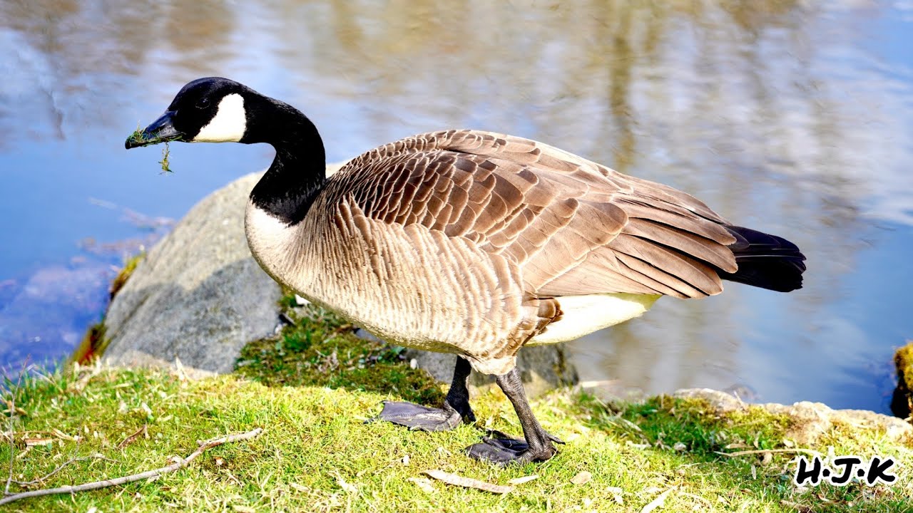 Hey Goose! - YouTube