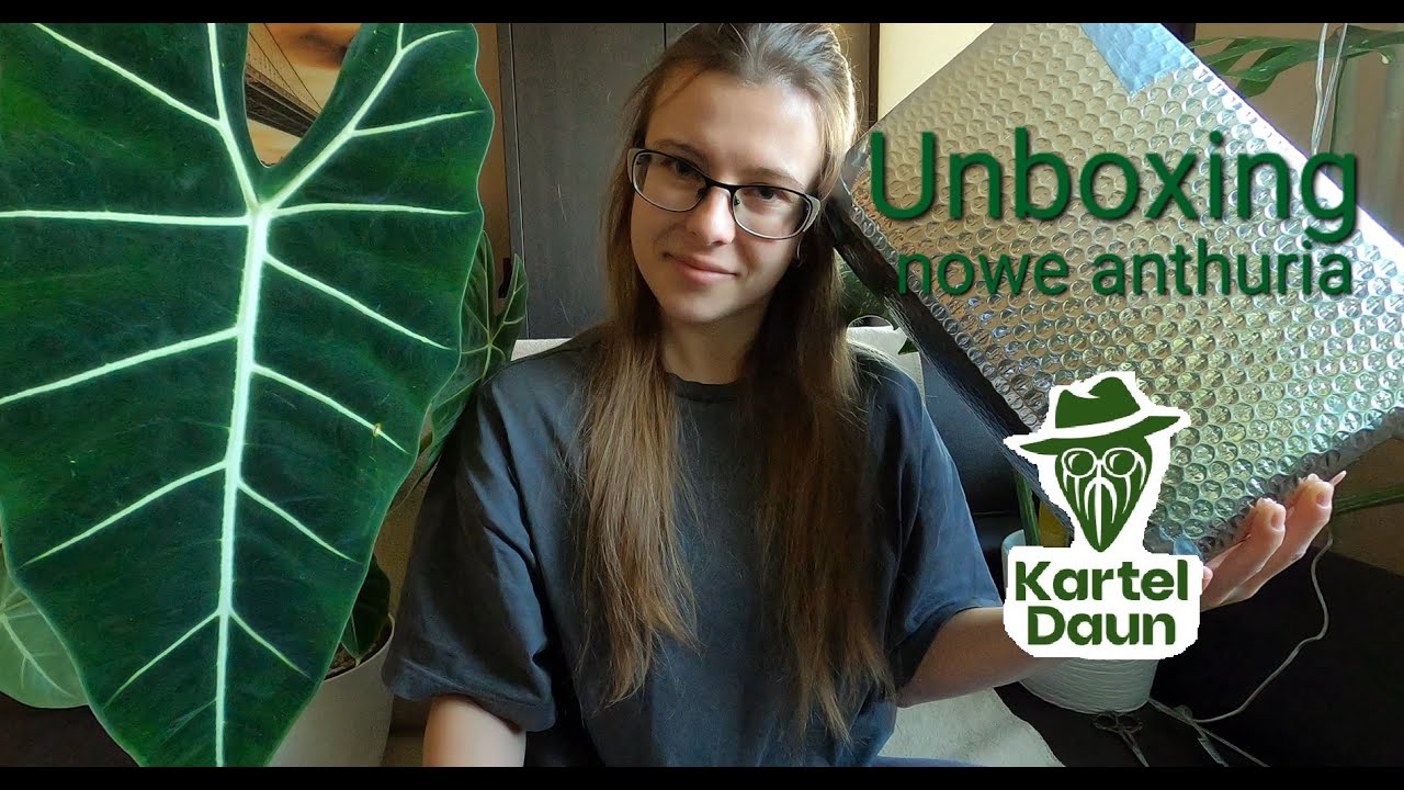 Zamówienie z Kartel Daun (nowe rośliny) - unboxing, przesadzanie - YouTube