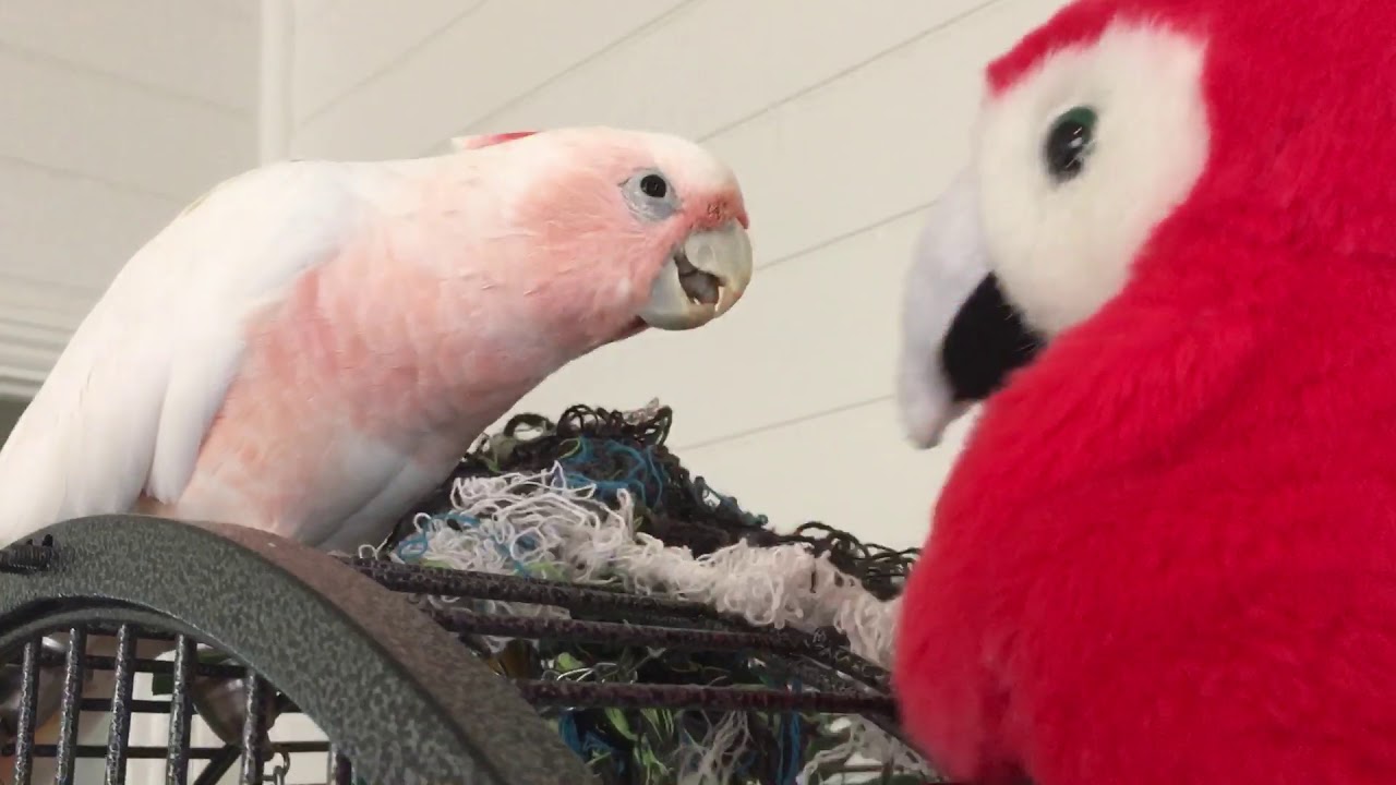 Cockatoo hand puppet showdown - YouTube