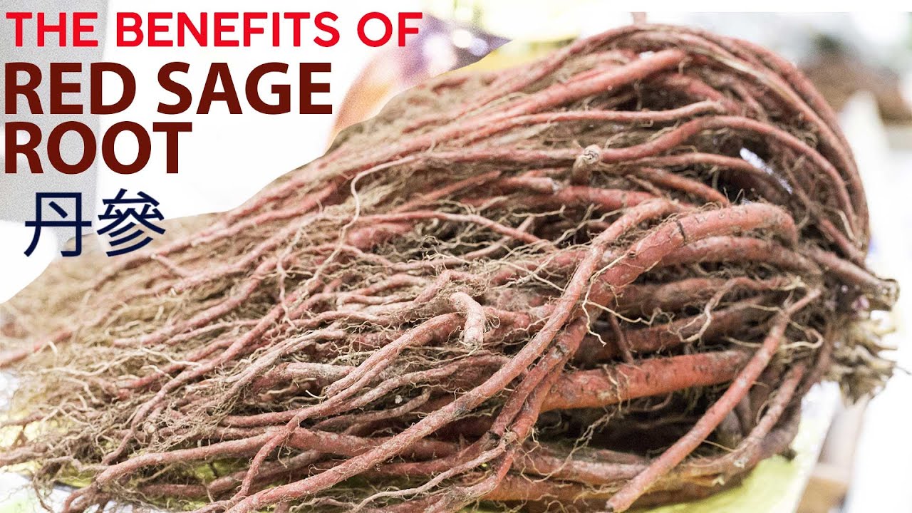The Benefits of Red Sage Root Tea - YouTube