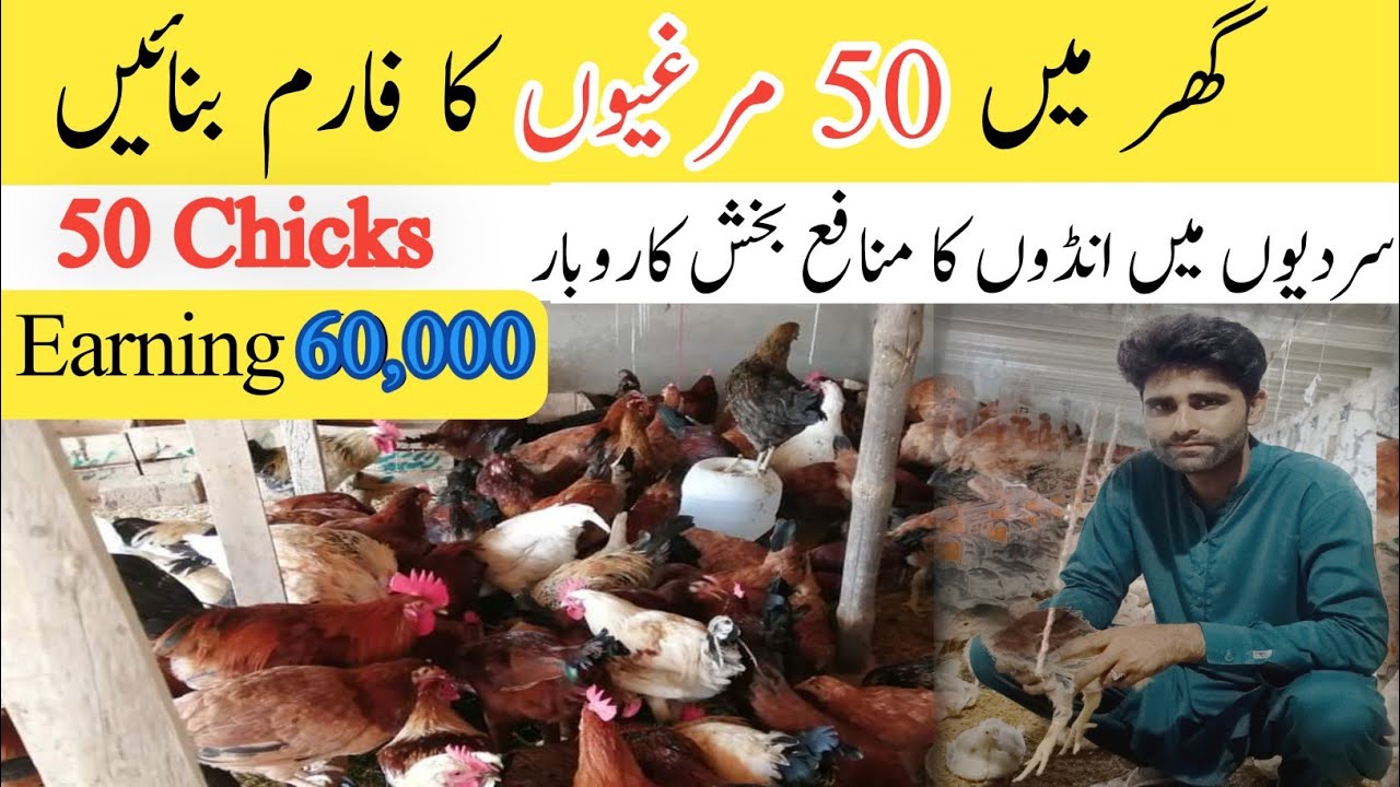 Golden Misri Hen Farming In Pakistan | poultry farming in pakistan ...