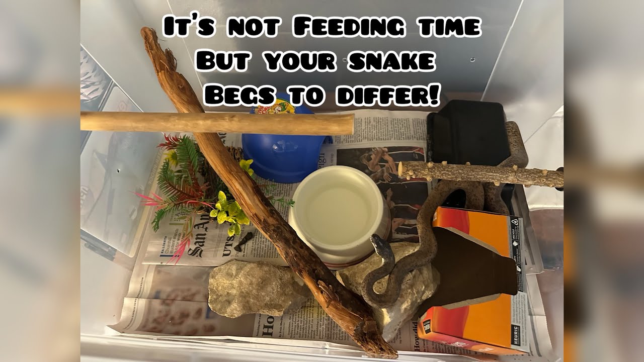 Snake Keeper trick - little python looking for food on cleaning day ...