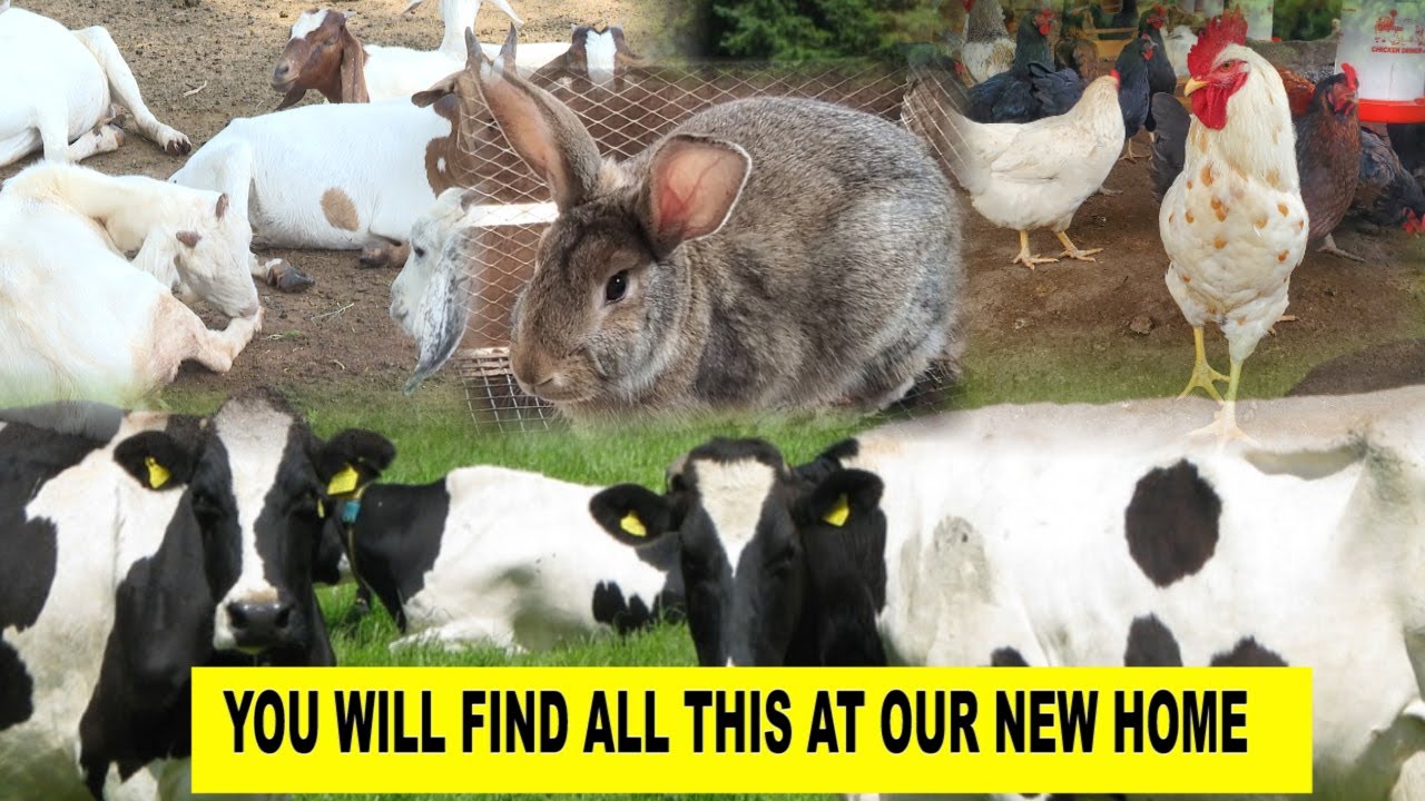 Be Ready To Find All These Poultry ,Piggery, Livestock ,Fishing At Our ...
