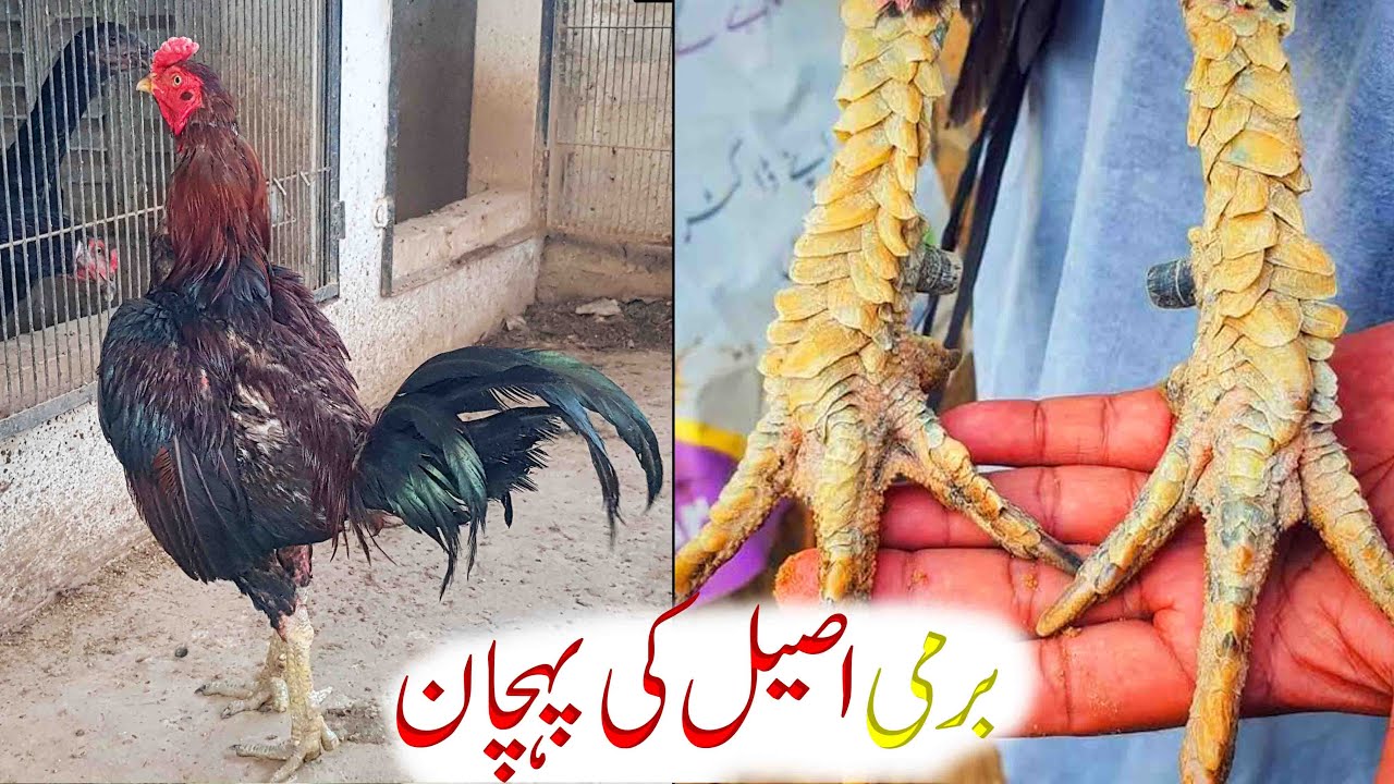 Pure burmi breed aseel | Burmi Aseel Murga | burmi aseel ki pehchan # ...