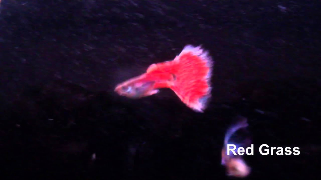 Red Grass fancy guppies - YouTube