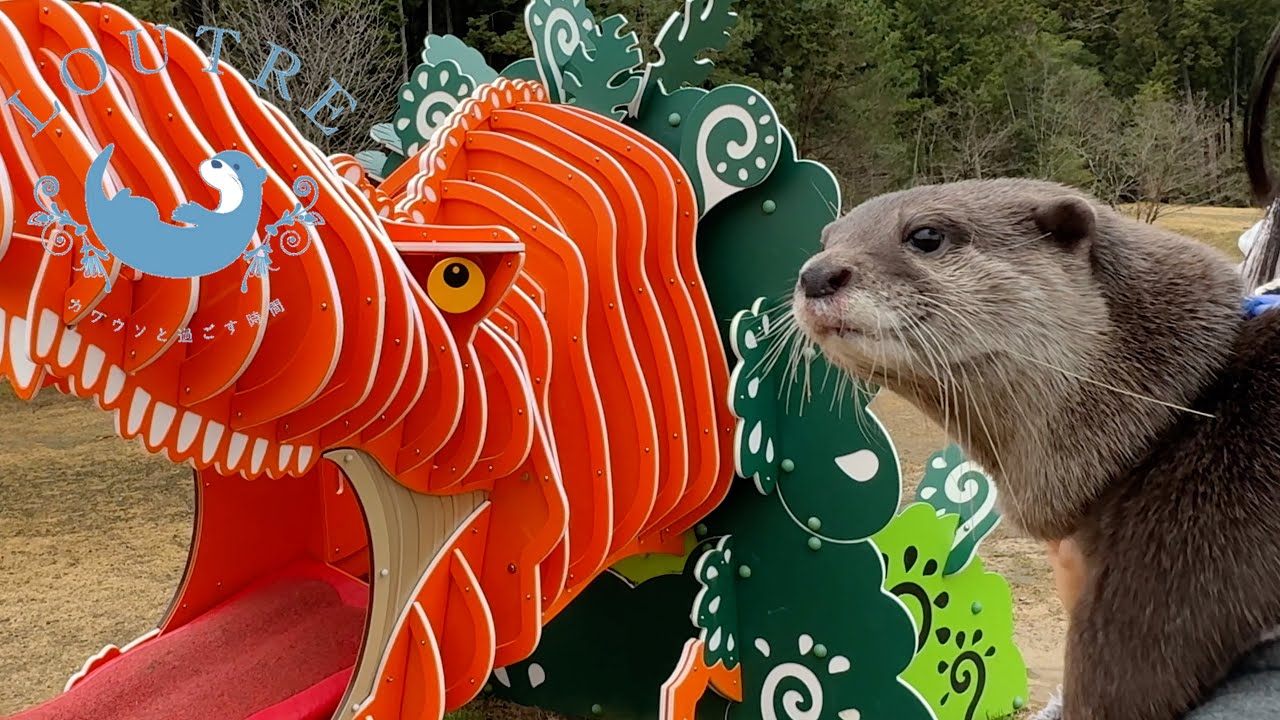 Walking With A Directionless Otter - YouTube