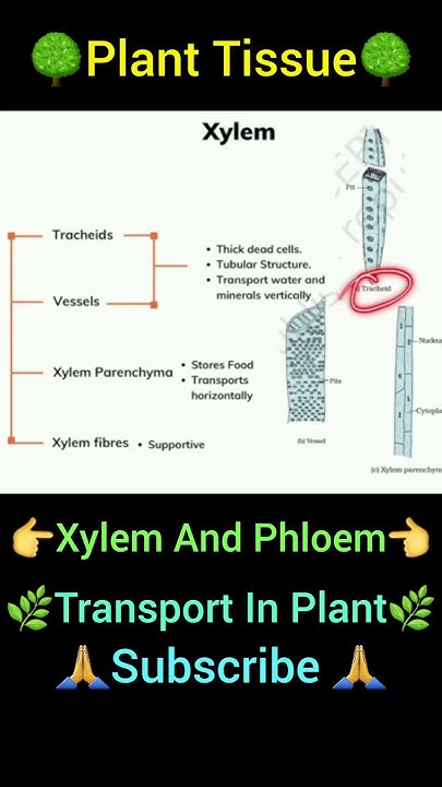 Plant Tissue, Xylem and Phloem - YouTube