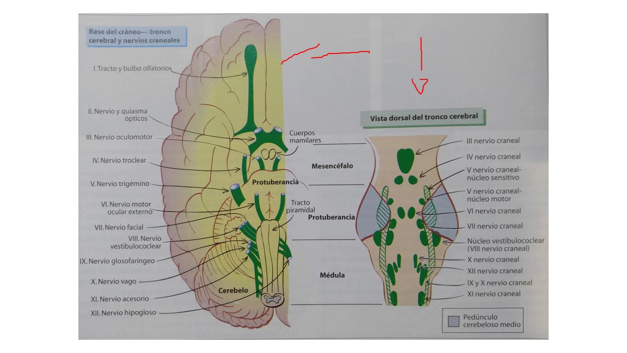 Ganglios basales - Parte 5/5 Pares craneales - YouTube