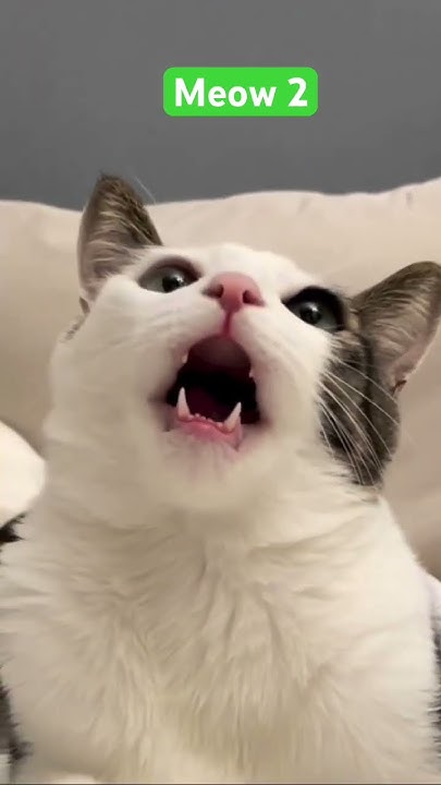 Meow 2 - YouTube