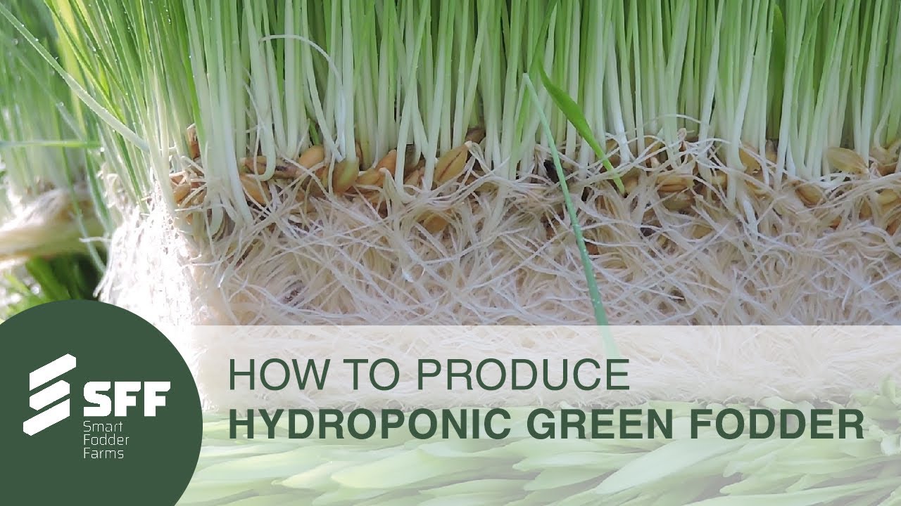 Smart Fodder Farms: How to produce hydroponic green fodder - YouTube