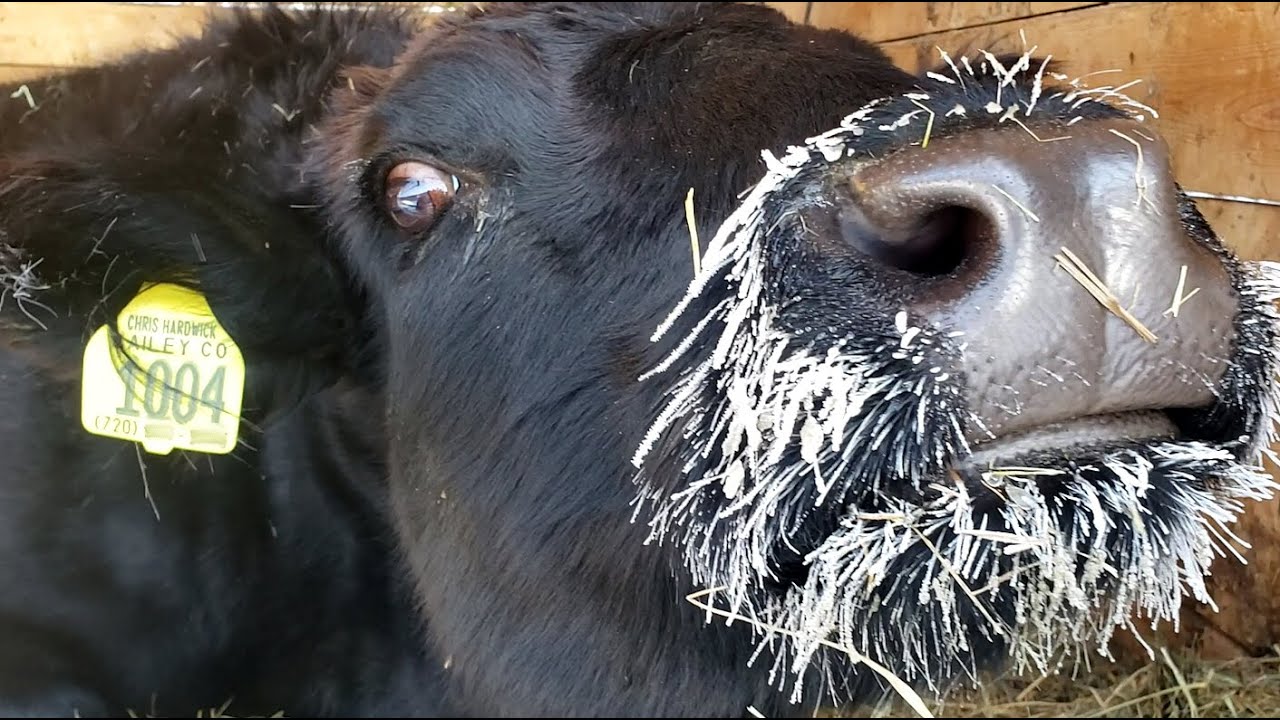 Frosty Cow at Seven Degrees Below Zero! - YouTube