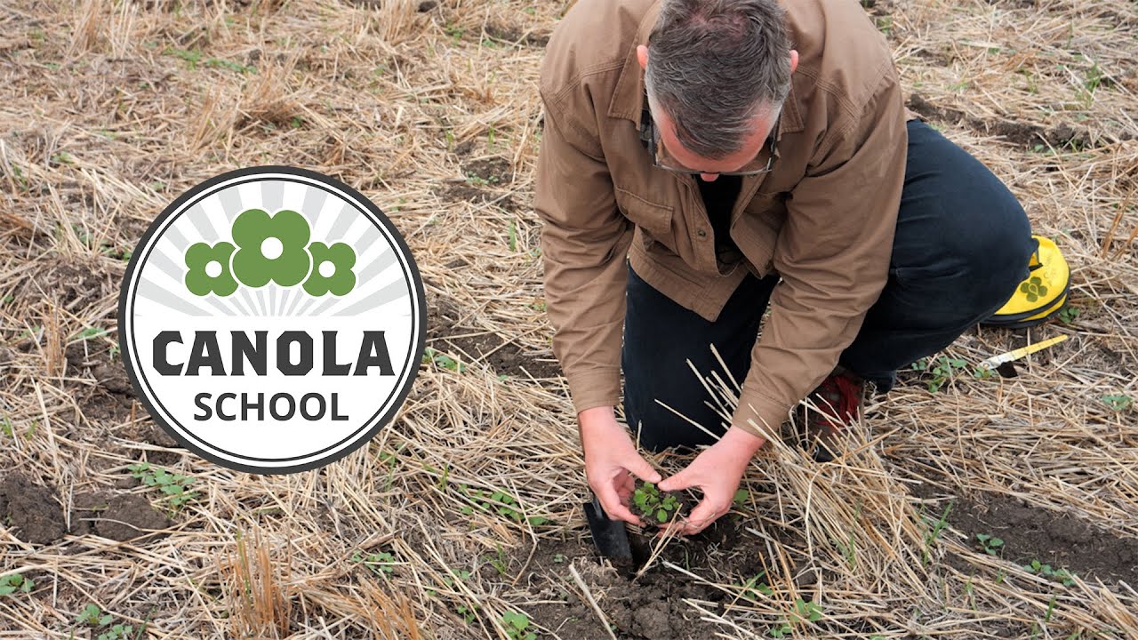 Canola School: Maximizing yields with early season scouting - YouTube